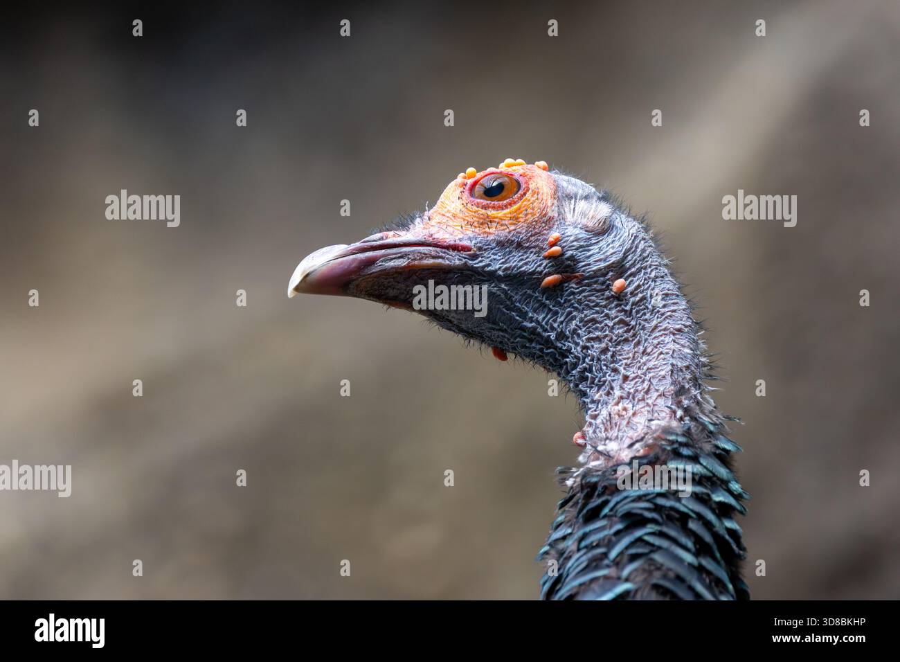 A ground dwelling guineafowl native to sub Saharan Africa feeding on ...