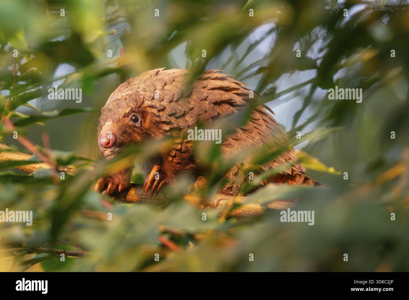 Pangolin climbing a tree, white-bellied pangolin (Phataginus tricuspis ...