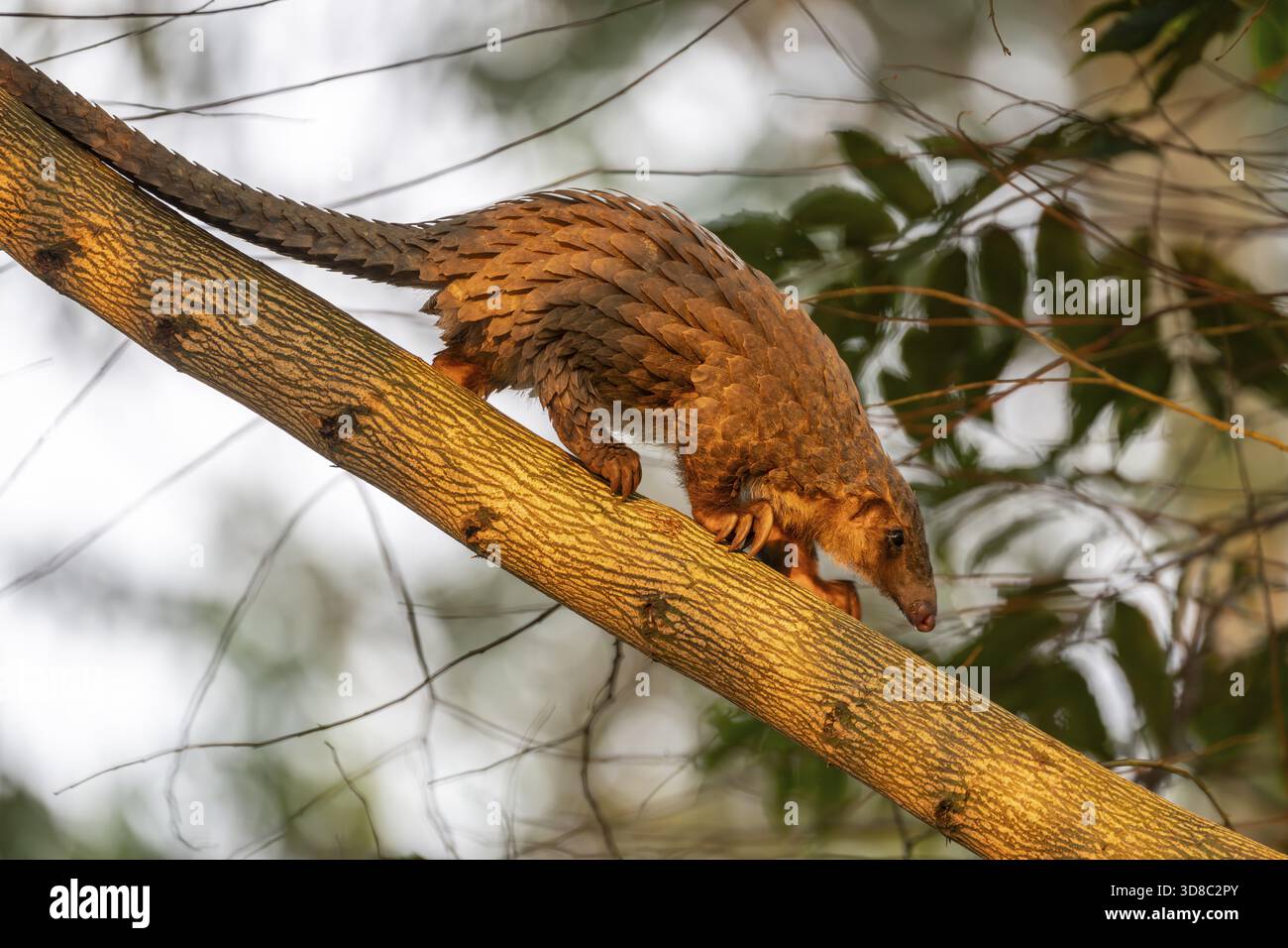 Pangolin climbing a tree, white-bellied pangolin (Phataginus tricuspis ...