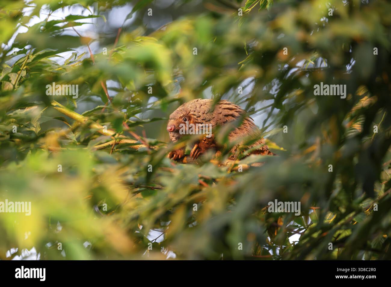 Pangolin climbing a tree, white-bellied pangolin (Phataginus tricuspis ...