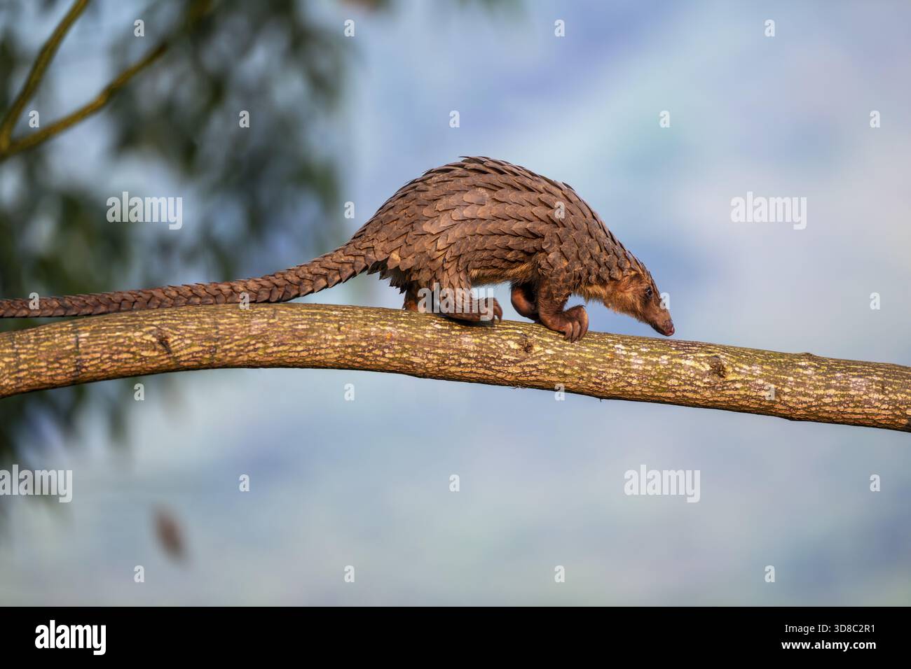 Pangolin climbing a tree, white-bellied pangolin (Phataginus tricuspis ...