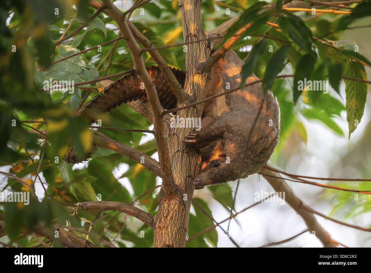 Pangolin climbing a tree, white-bellied pangolin (Phataginus tricuspis ...