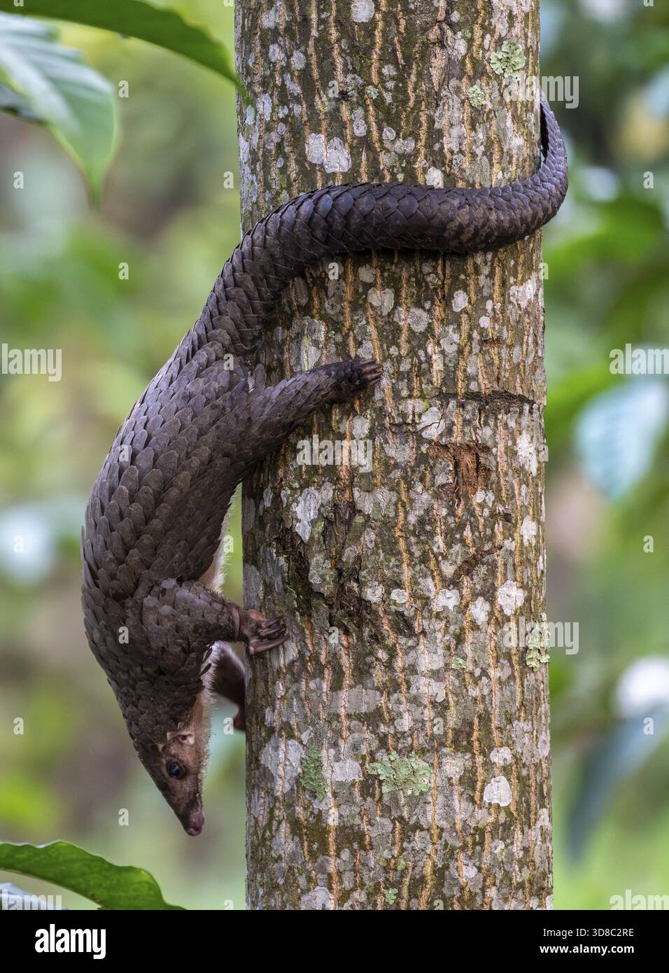 White bellied pangolin tree pangolin hi-res stock photography and ...