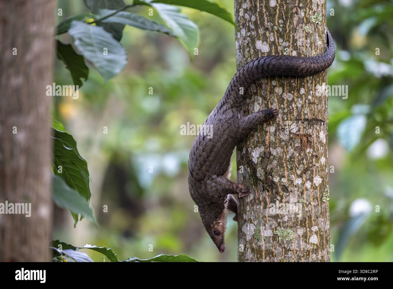 Pangolin climbing a tree, white-bellied pangolin (Phataginus tricuspis ...