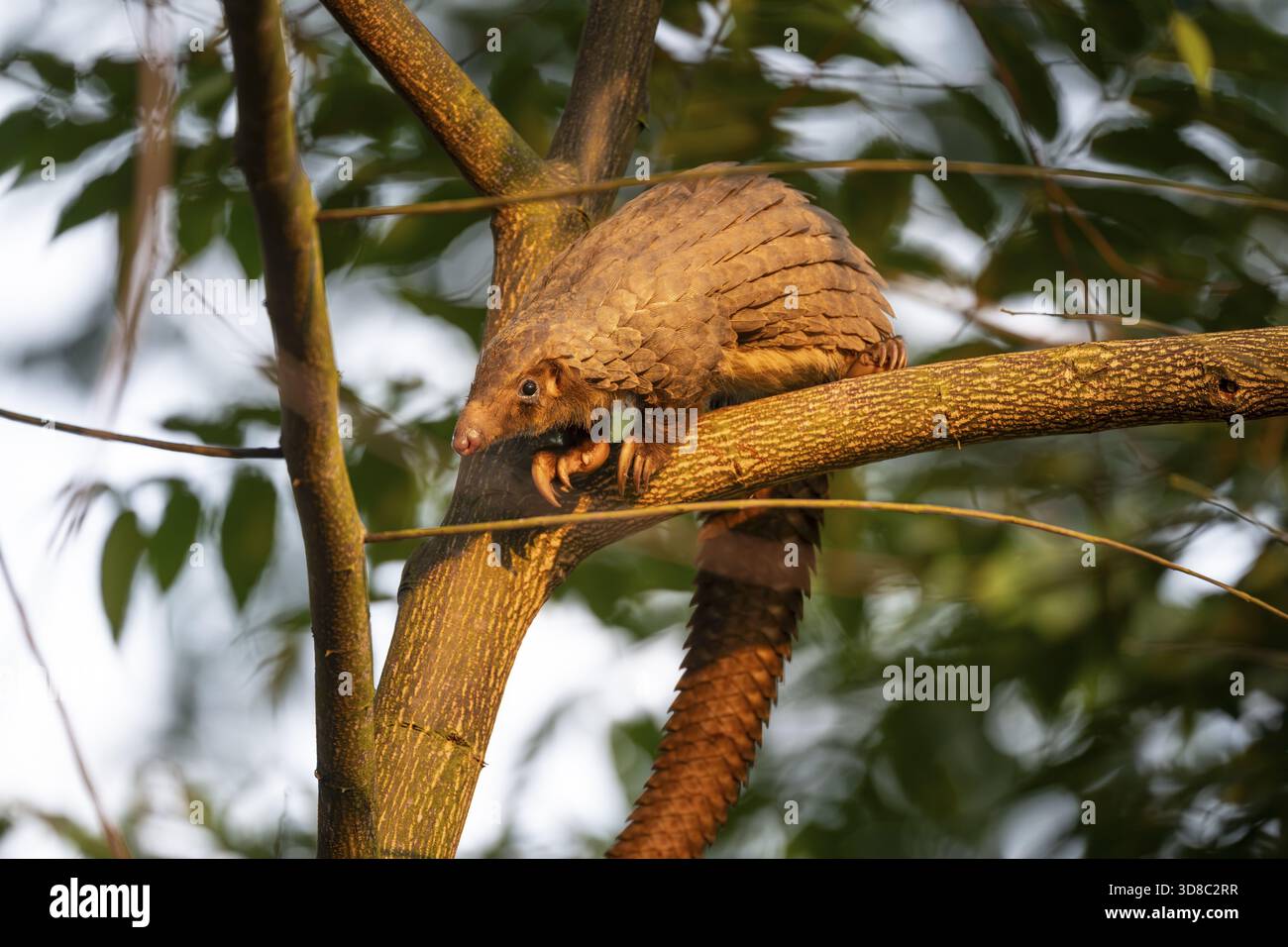 Pangolin climbing a tree, white-bellied pangolin (Phataginus tricuspis ...