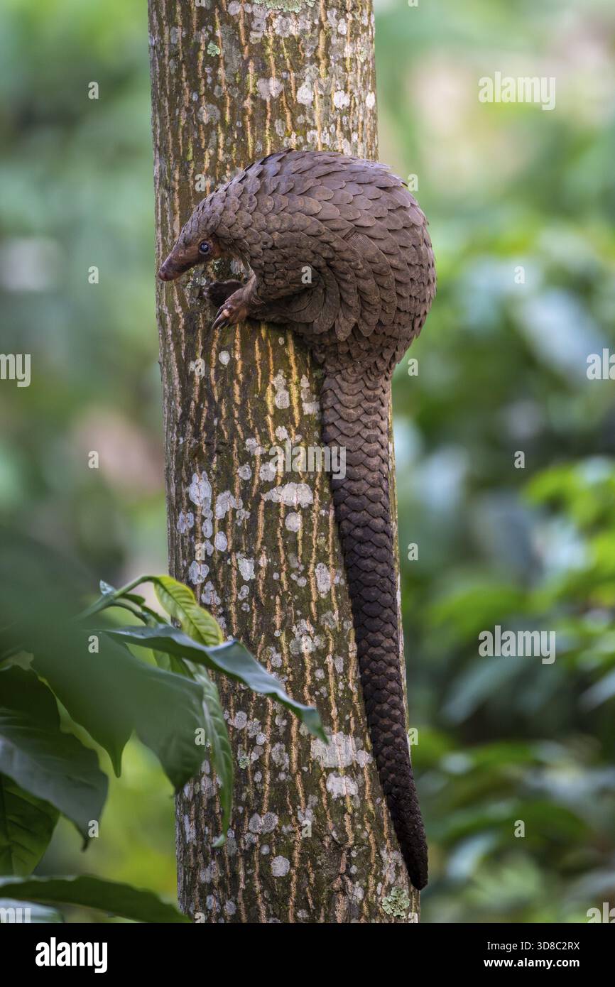 White bellied pangolin tree pangolin hi-res stock photography and ...