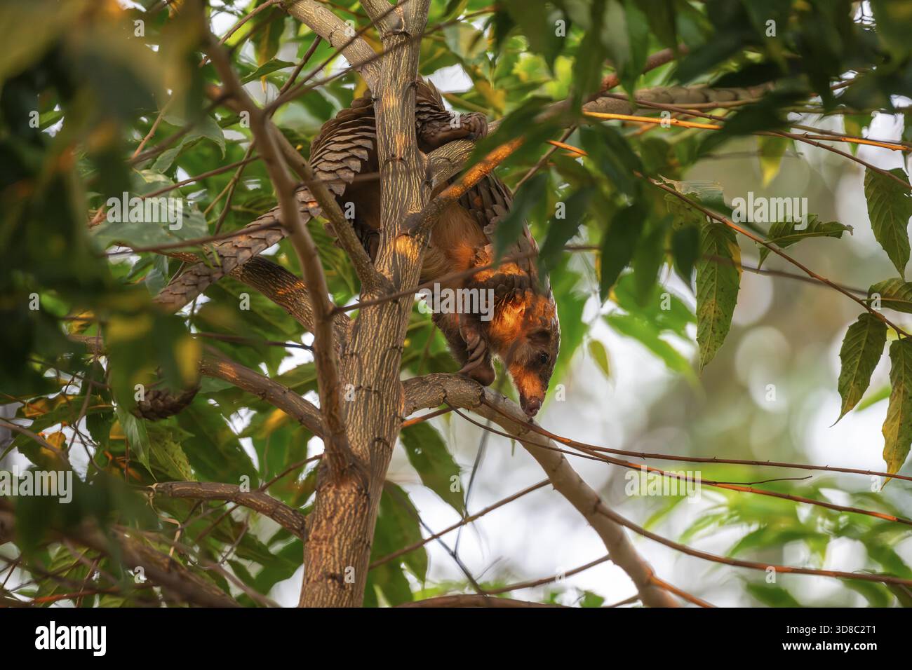 Pangolin climbing a tree, white-bellied pangolin (Phataginus tricuspis ...
