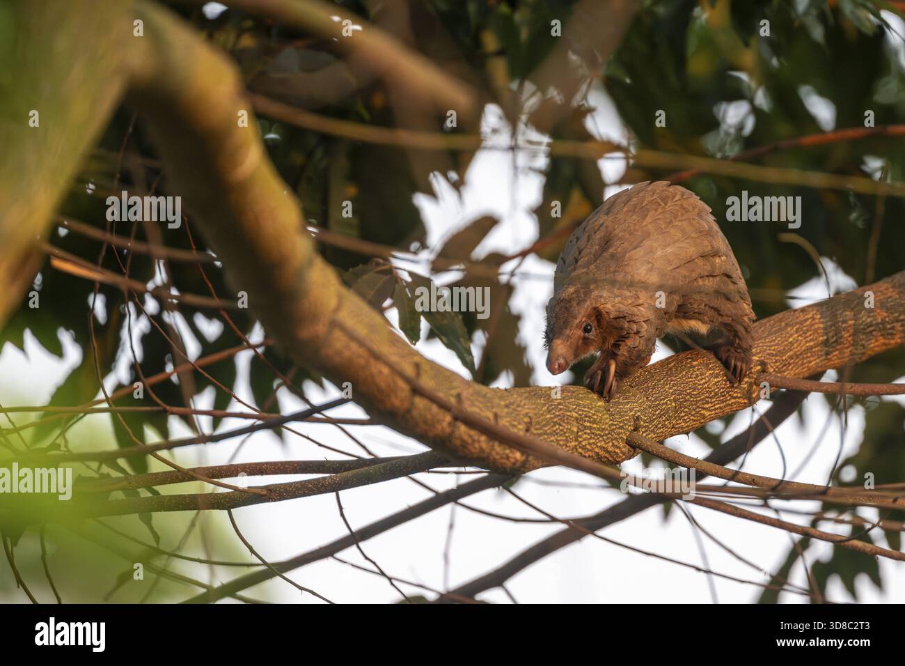 Pangolin climbing a tree, white-bellied pangolin (Phataginus tricuspis ...