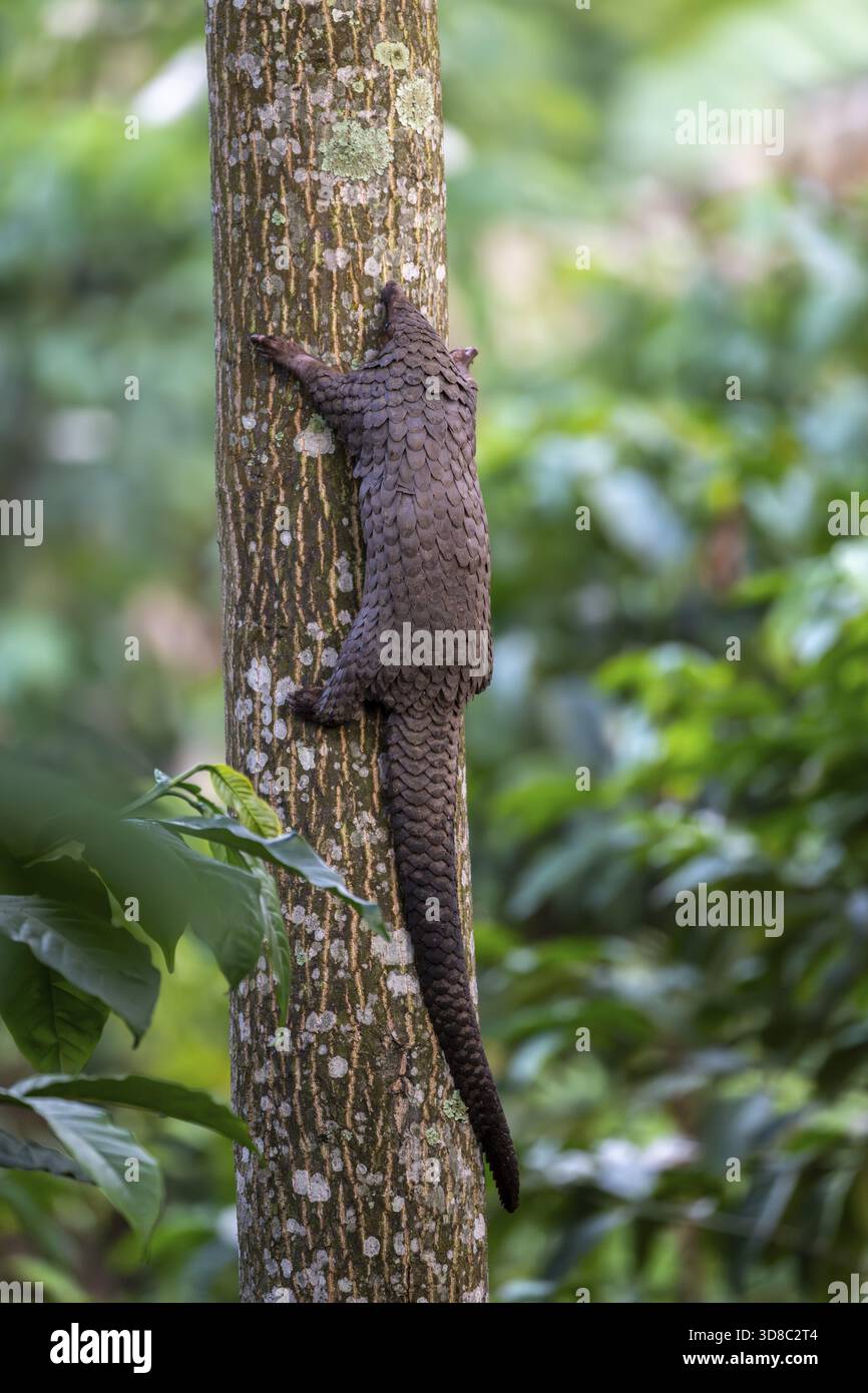 Pangolin climbing a tree, white-bellied pangolin (Phataginus tricuspis ...
