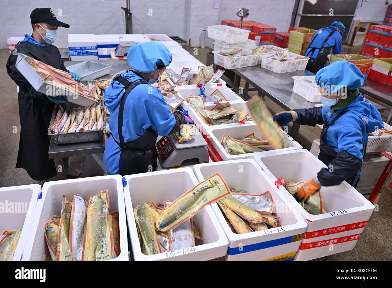 (251130) -- XIAPU, Nov. 30, 2025 (Xinhua) -- Workers of an aquatic ...