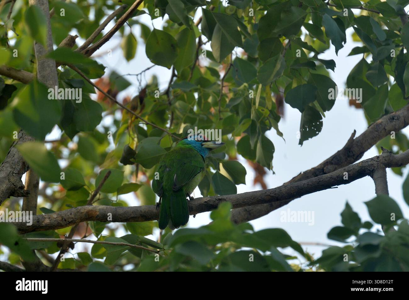 November 30, 2025, Siliguri, West Bengal, India: A Blue-throated Barbet ...