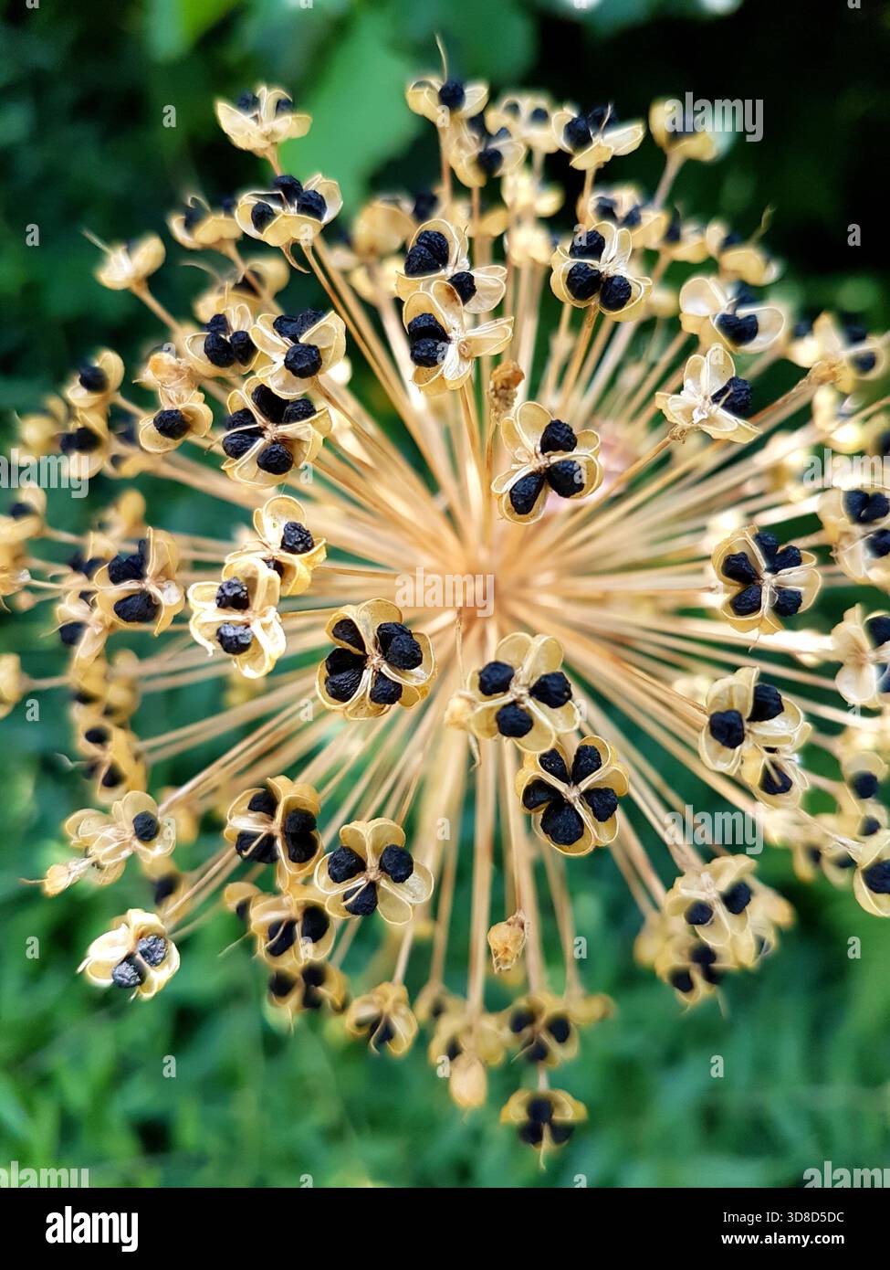 A detailed close-up of dried allium seeds captured in their natural ...