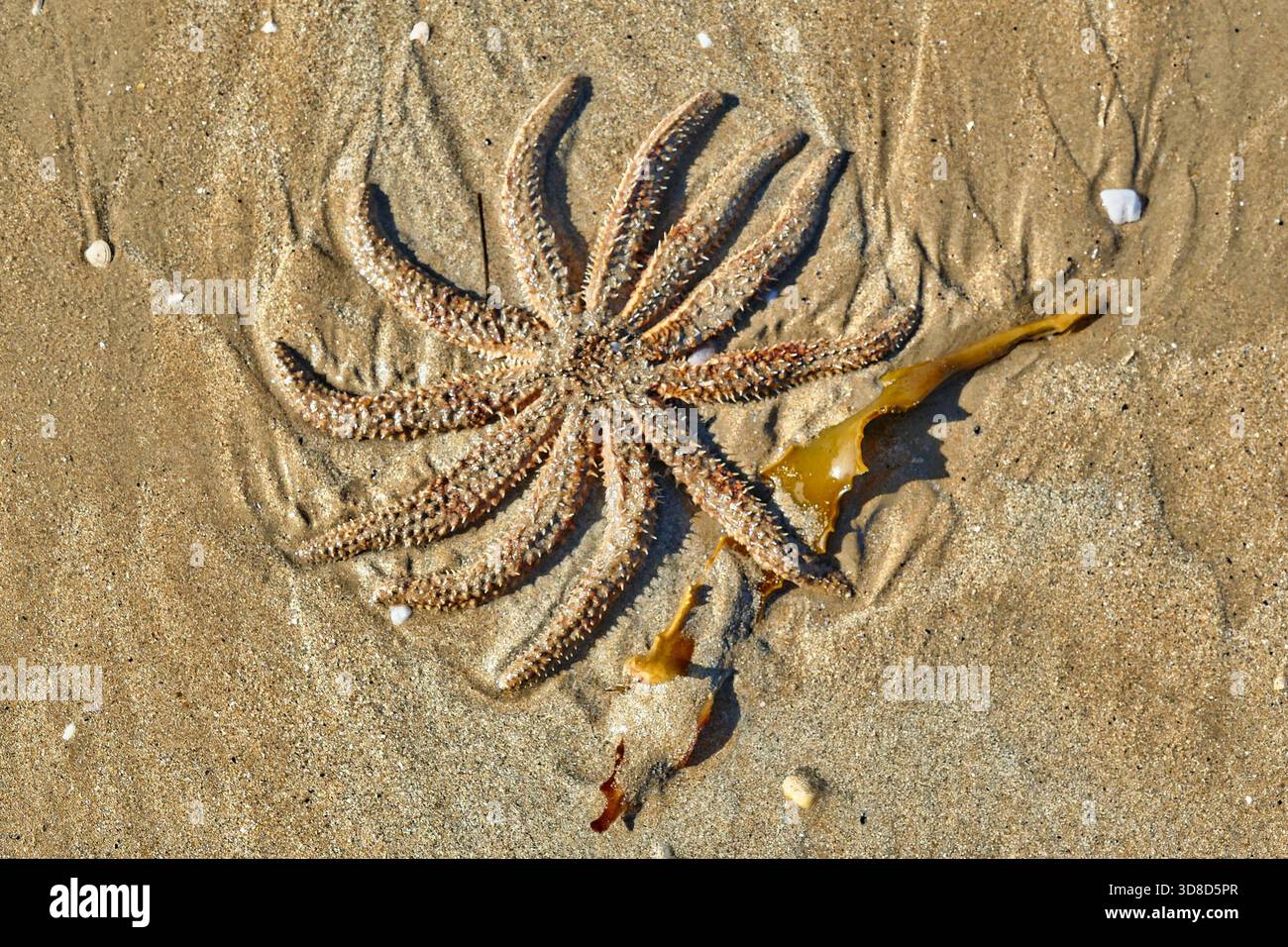Pollution dead aquatic invertebrates hi-res stock photography and ...