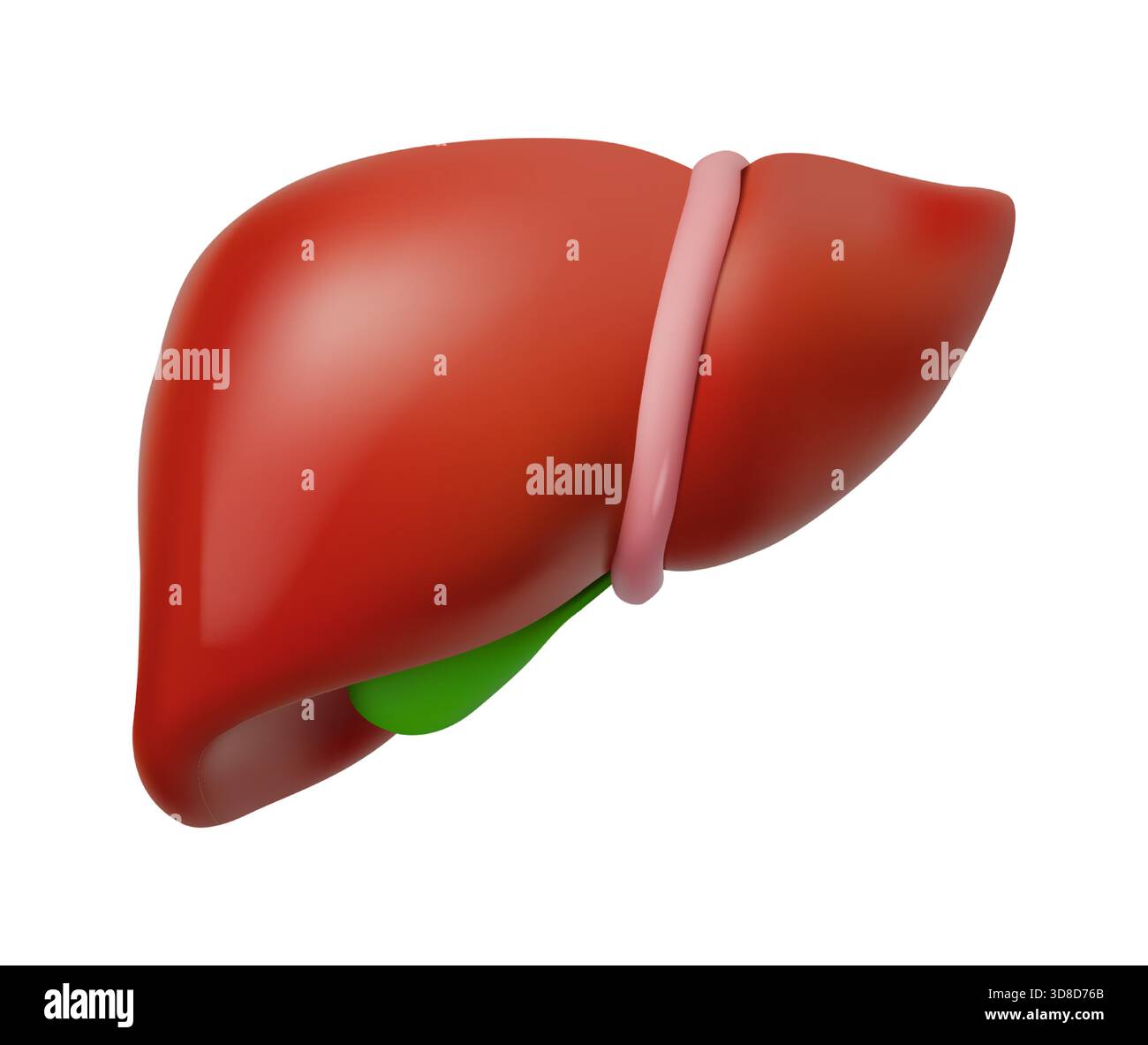 Detailed 3D illustration of a human liver featuring a vibrant red color ...
