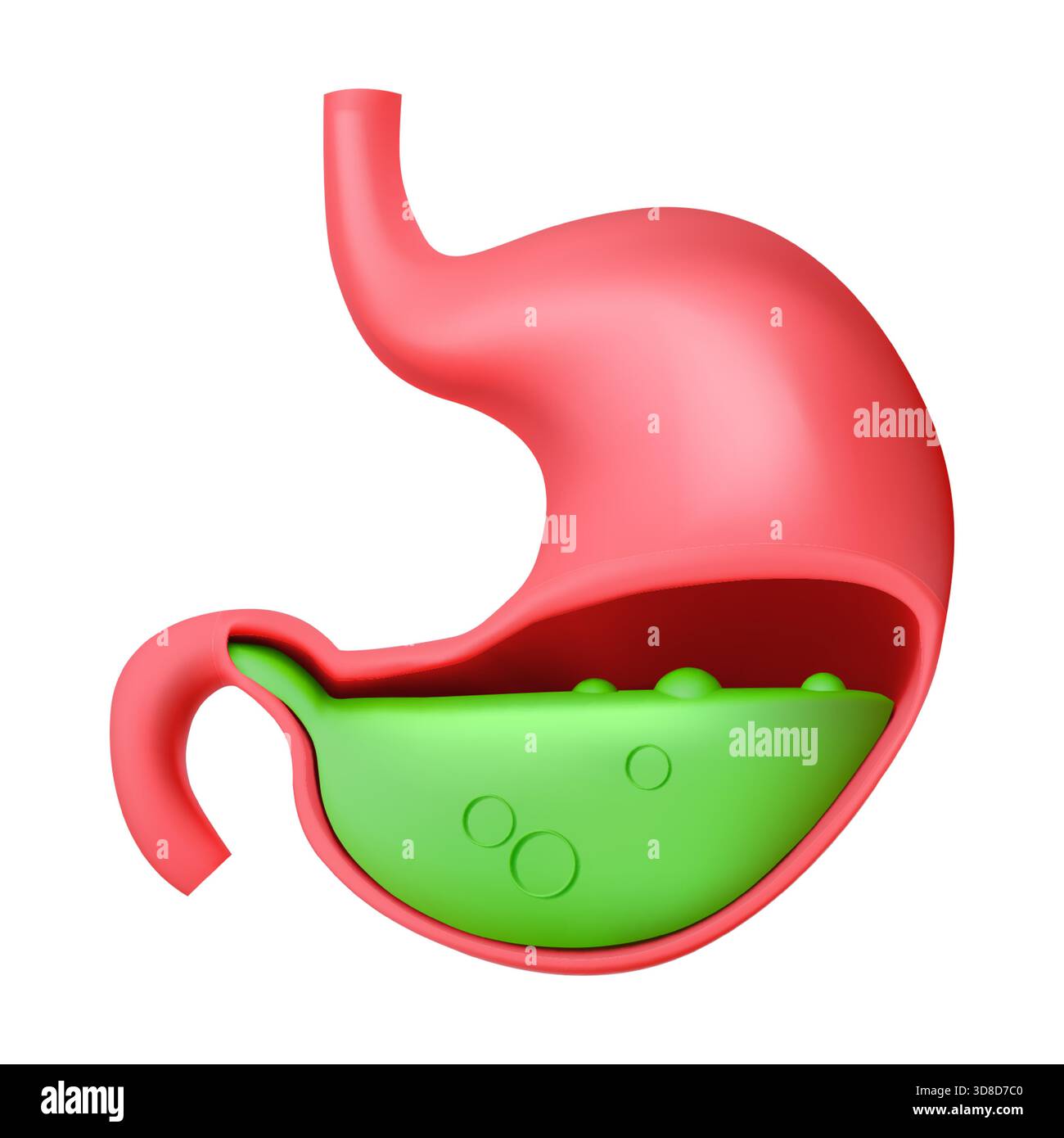 A vibrant 3D illustration of the human stomach depicting its anatomy ...