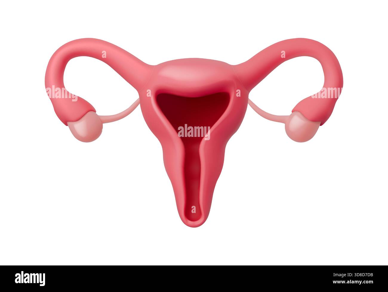 3D rendered illustration of the female reproductive system showcasing ...
