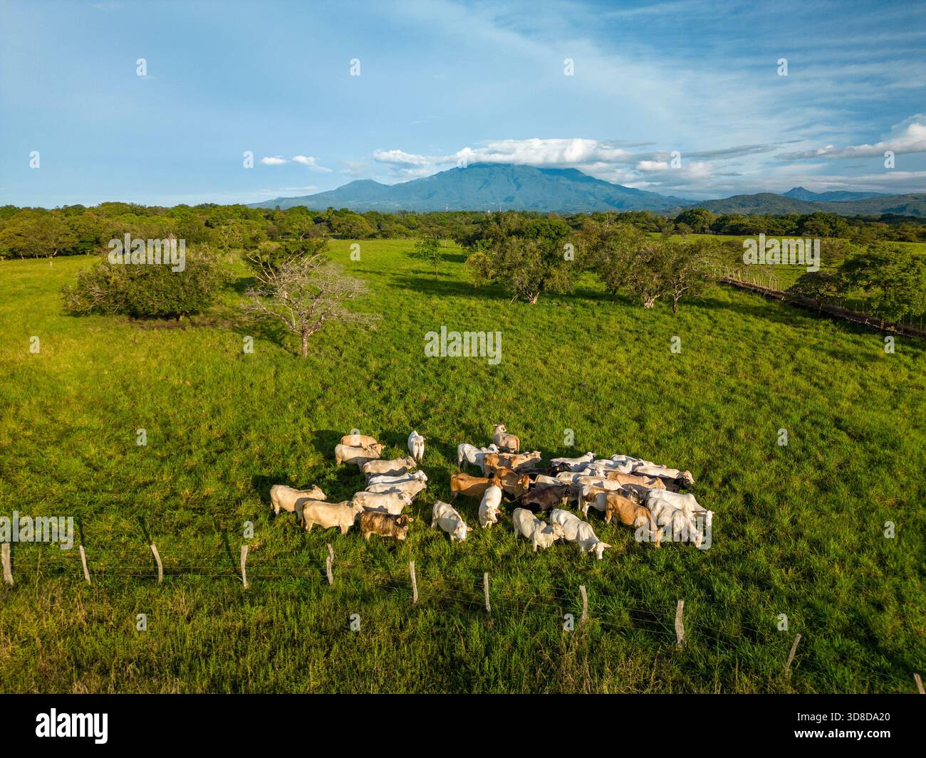 Aerial view of group of beef cattle feeding on sustainable mountain ...