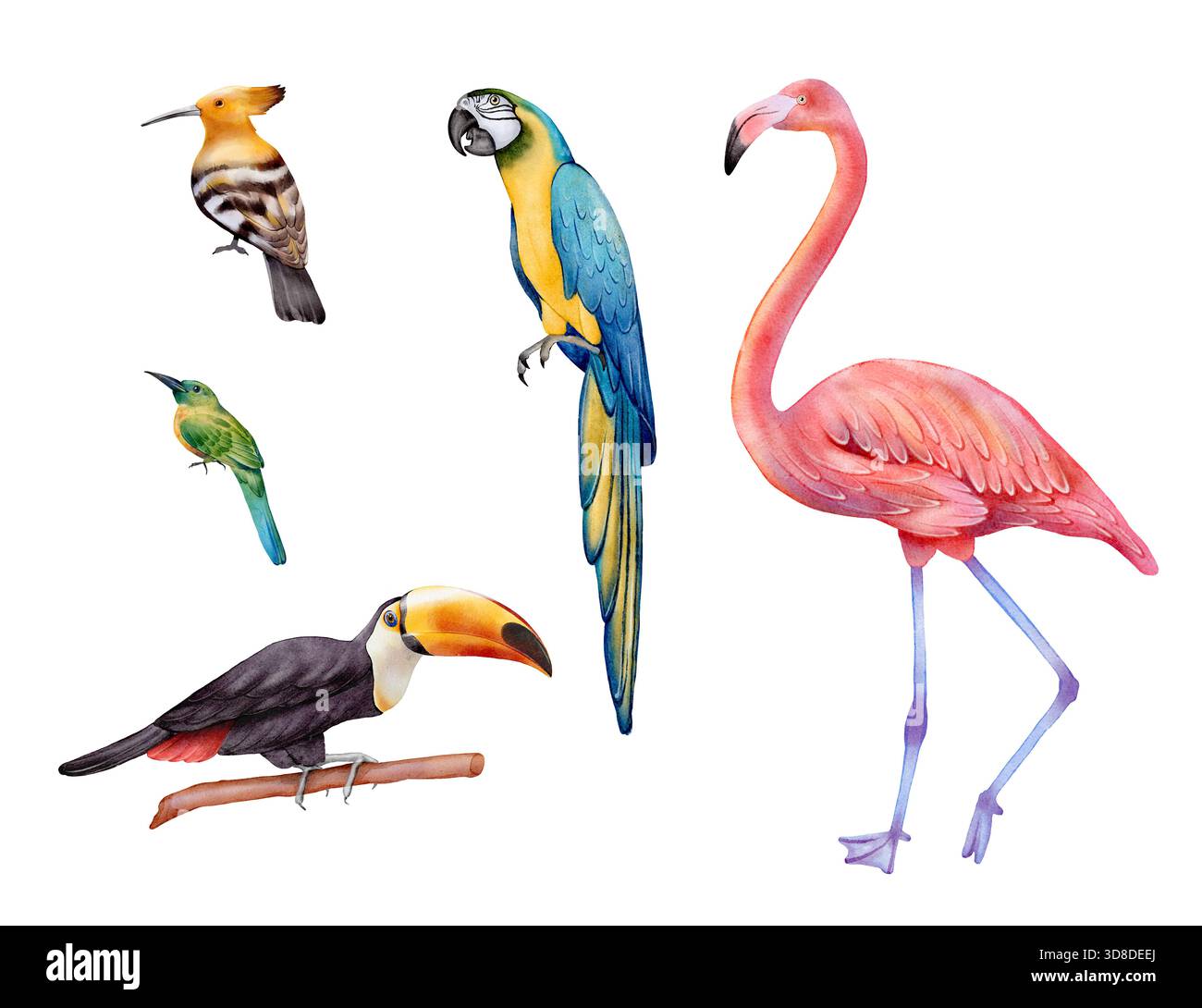 Watercolor tropical birds set isolated on white background. Flamingo ...