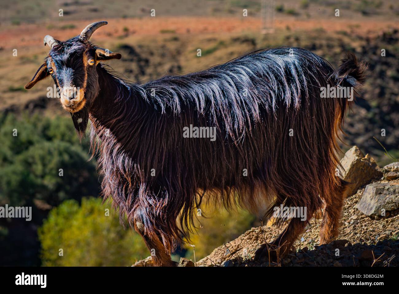 Black goat hi-res stock photography and images - Alamy