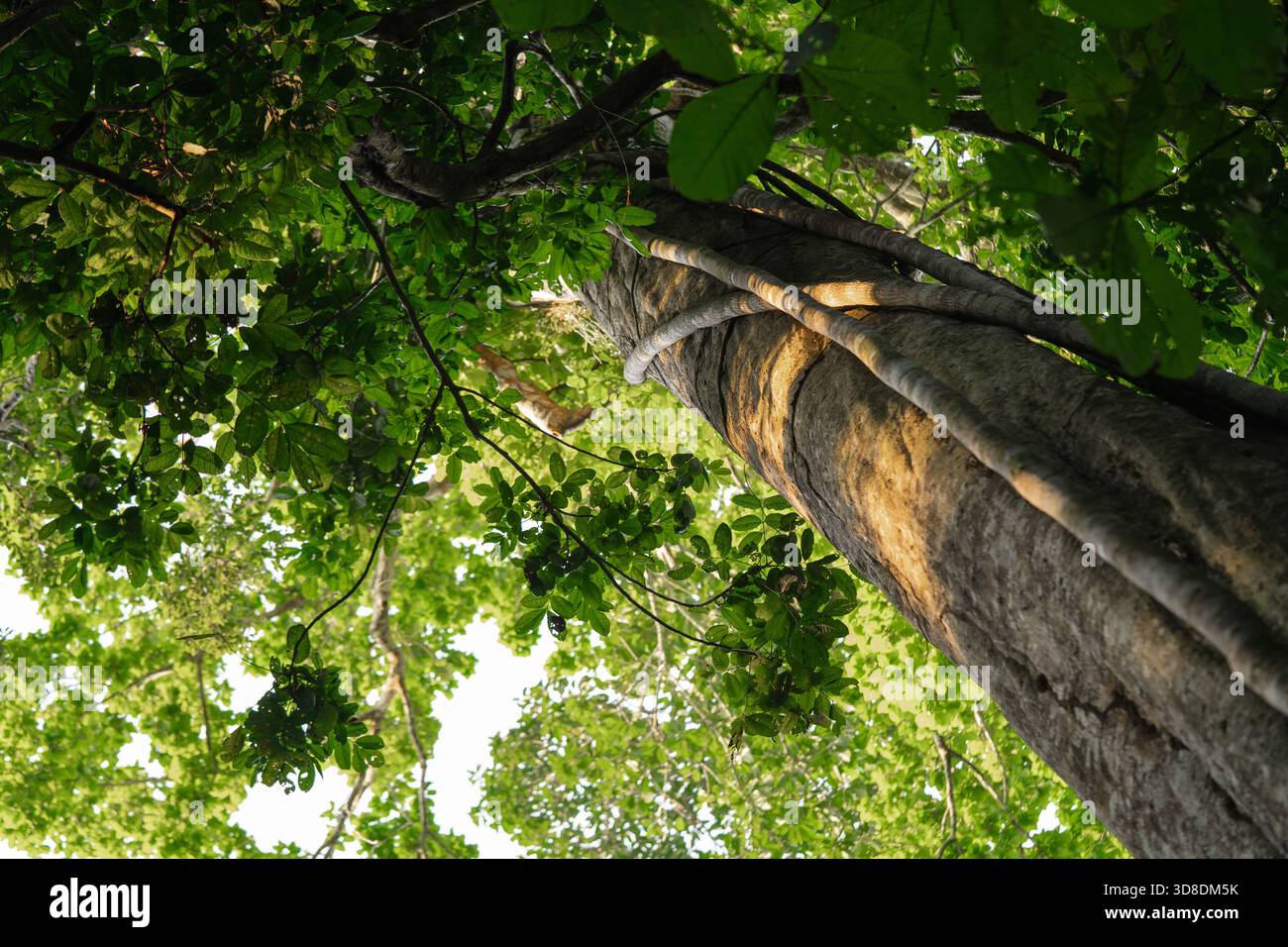 Giant liana vine wrapping around rainforest tree in Peruvian Amazon ...