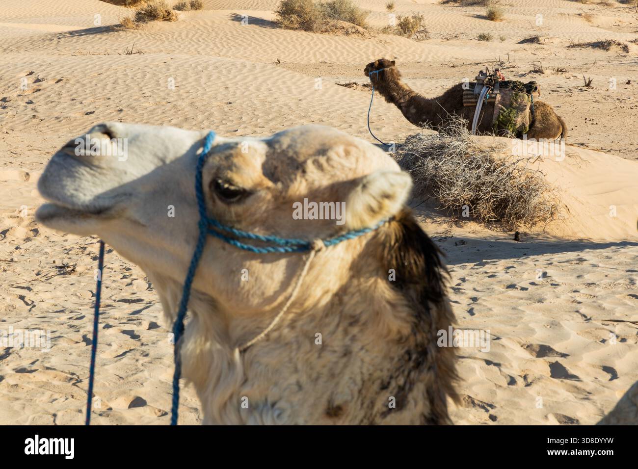 Camping in the Tunisian Sahara Desert, Douz Tunisia Stock Photo - Alamy