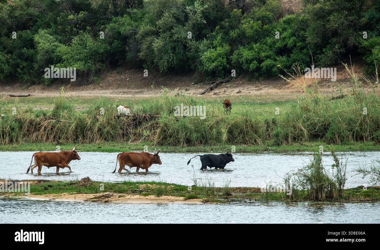 Three long horn cows fording the Kavango River in northern Namibia ...