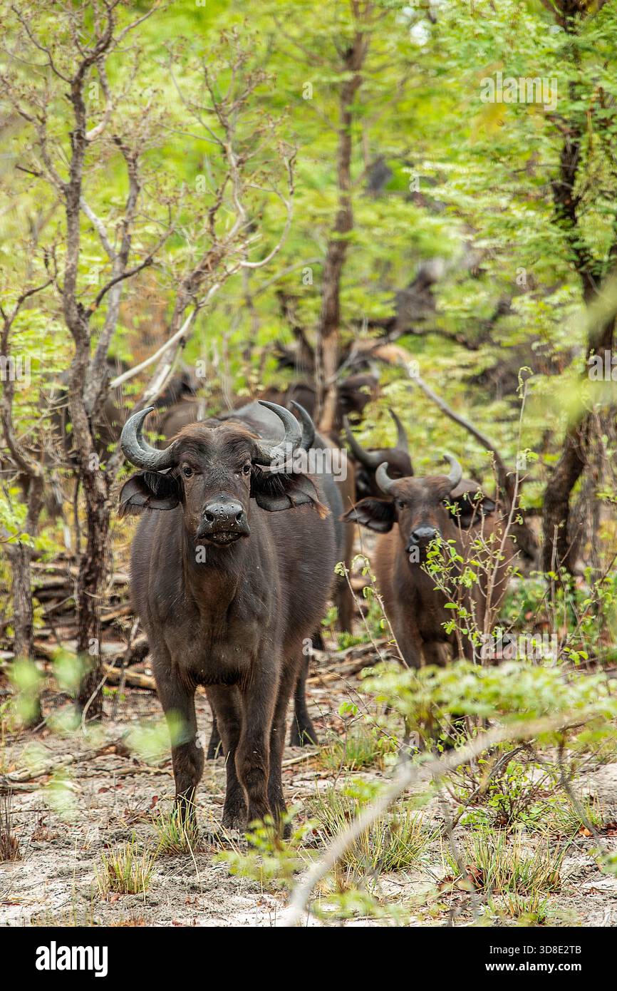 African buffalo male hi-res stock photography and images - Alamy