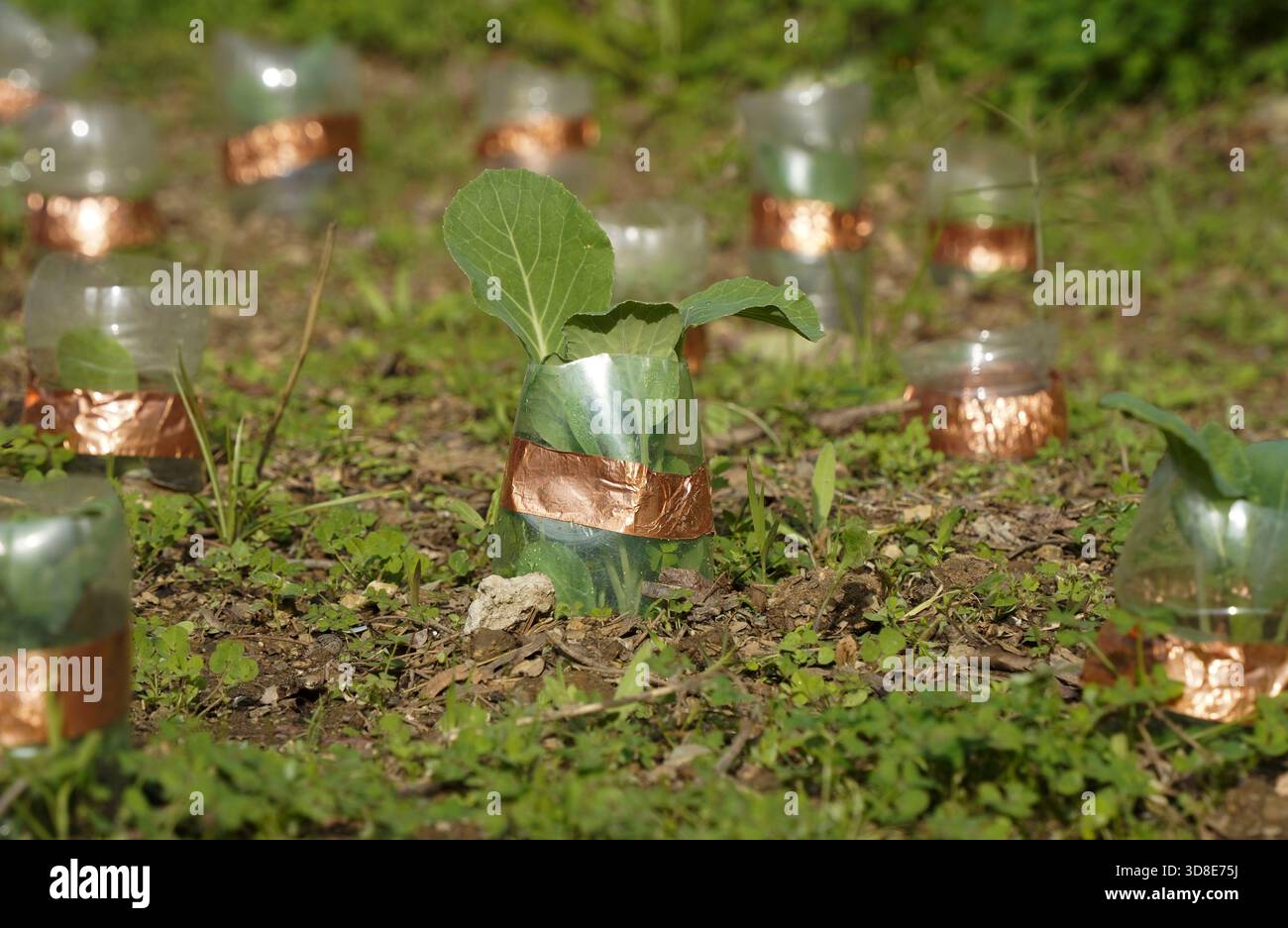Vegetable plants growing inside a repurposed plastic bottle with a ...