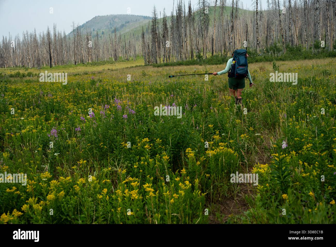 Path films hi-res stock photography and images - Alamy