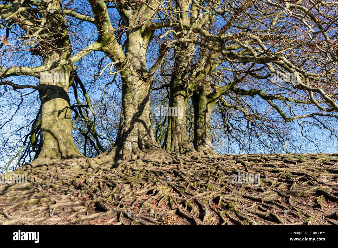 National Trust Avebury 30/11/2025 Stock Photo - Alamy