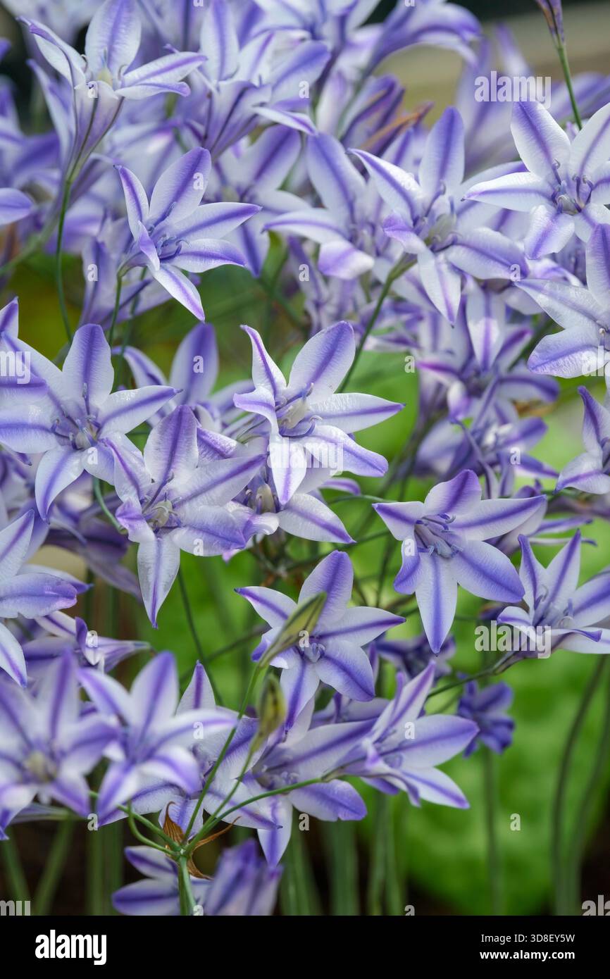 Triteleia rudy hi-res stock photography and images - Alamy