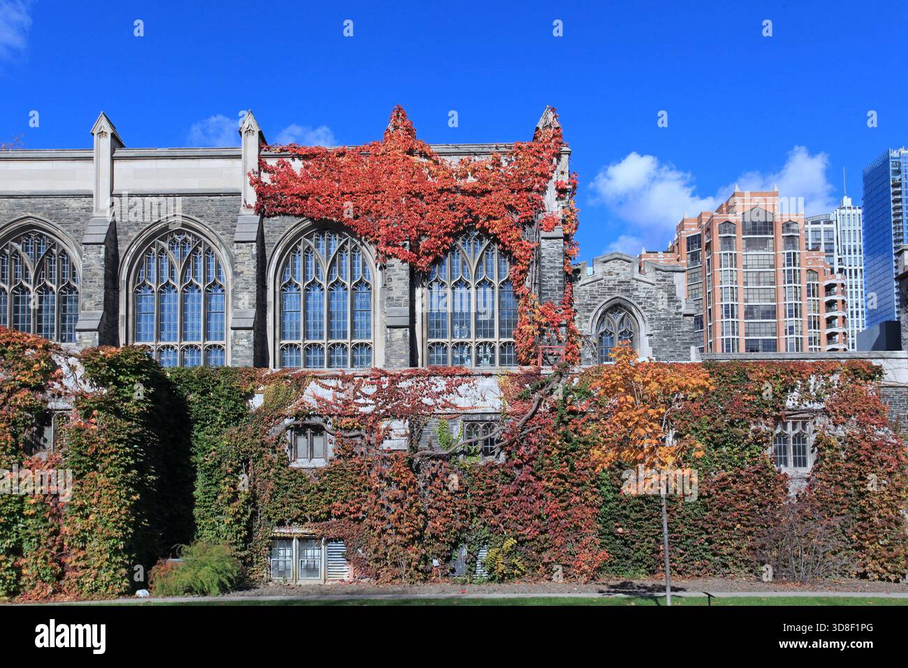 Vine covered gothic building at the University of Toronto with autumn ...