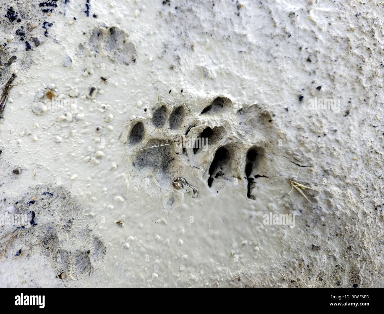 Textured paw prints hi-res stock photography and images - Alamy