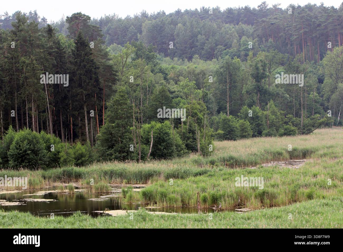 Baltic wetland forest hi-res stock photography and images - Alamy
