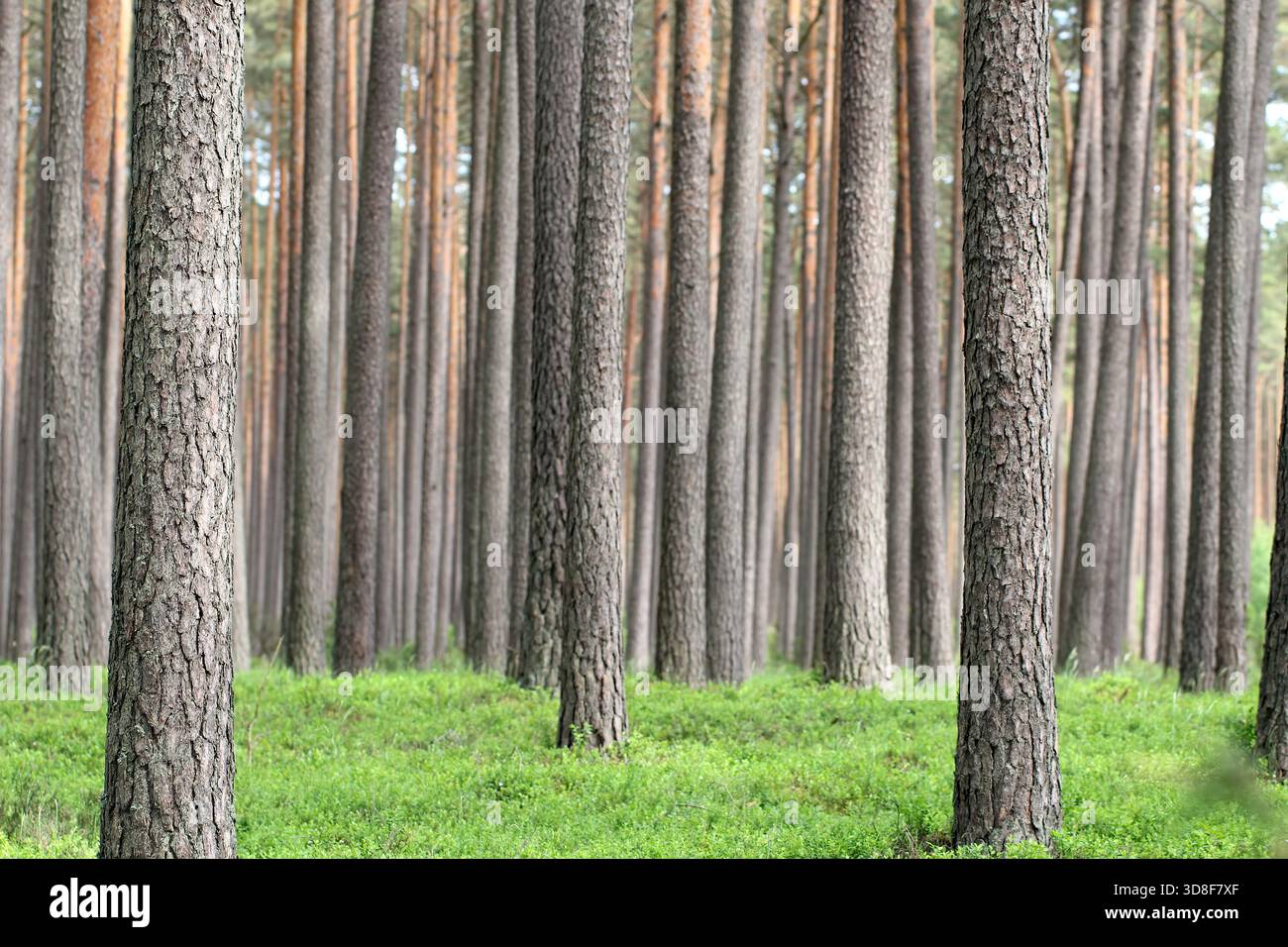 A dense pine forest, trunks without branches, coniferous with dense ...