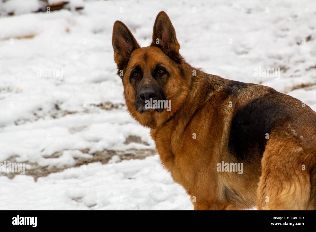 German shepherd in the snow Stock Photo - Alamy