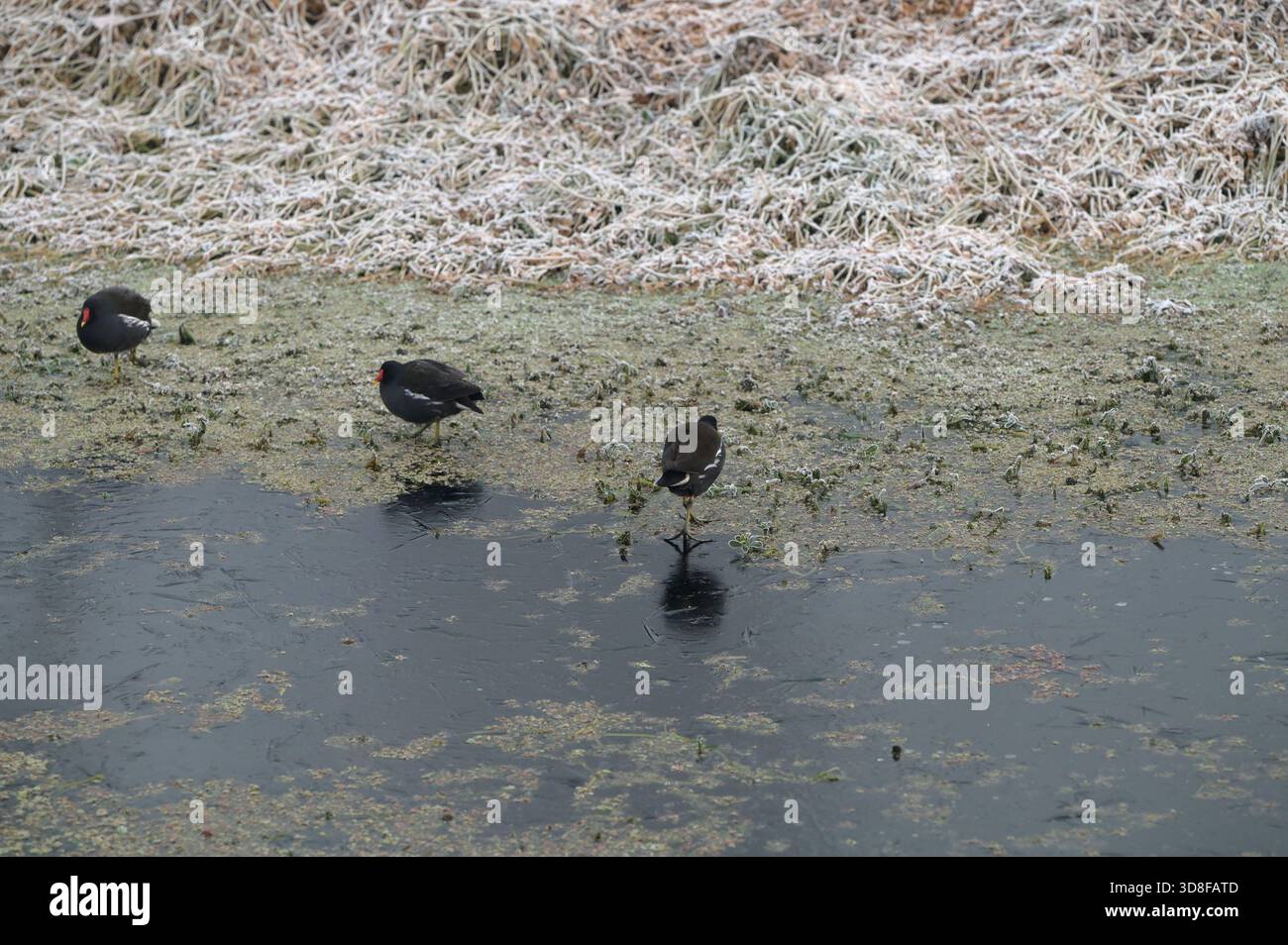 SRINAGAR, INDIA - NOVEMBER 30: Birds walk on the partially frozen lake ...