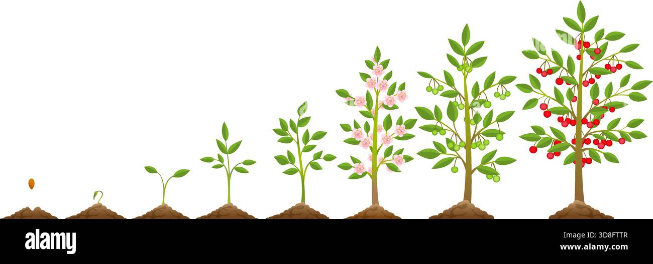 Growth period Cut Out Stock Images & Pictures - Alamy