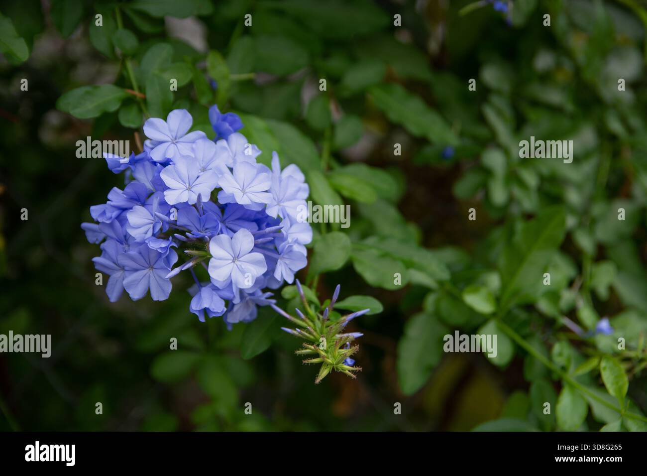 Plumbago auriculata, Cape leadwort, plant, Plumbaginaceae. Climbing ...