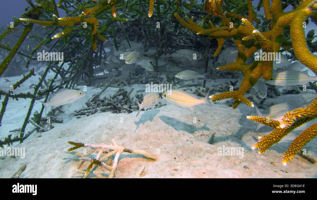 A group of juvenile Spanish flag snapper (Lutjanus carponotatus ...