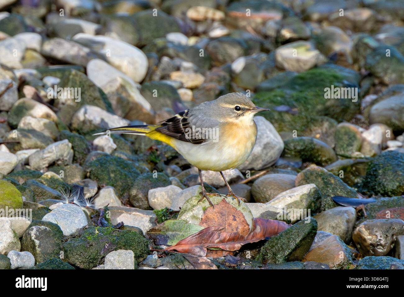 Grey wagtail photographed at Bull Island Dublin Ireland. This slender ...