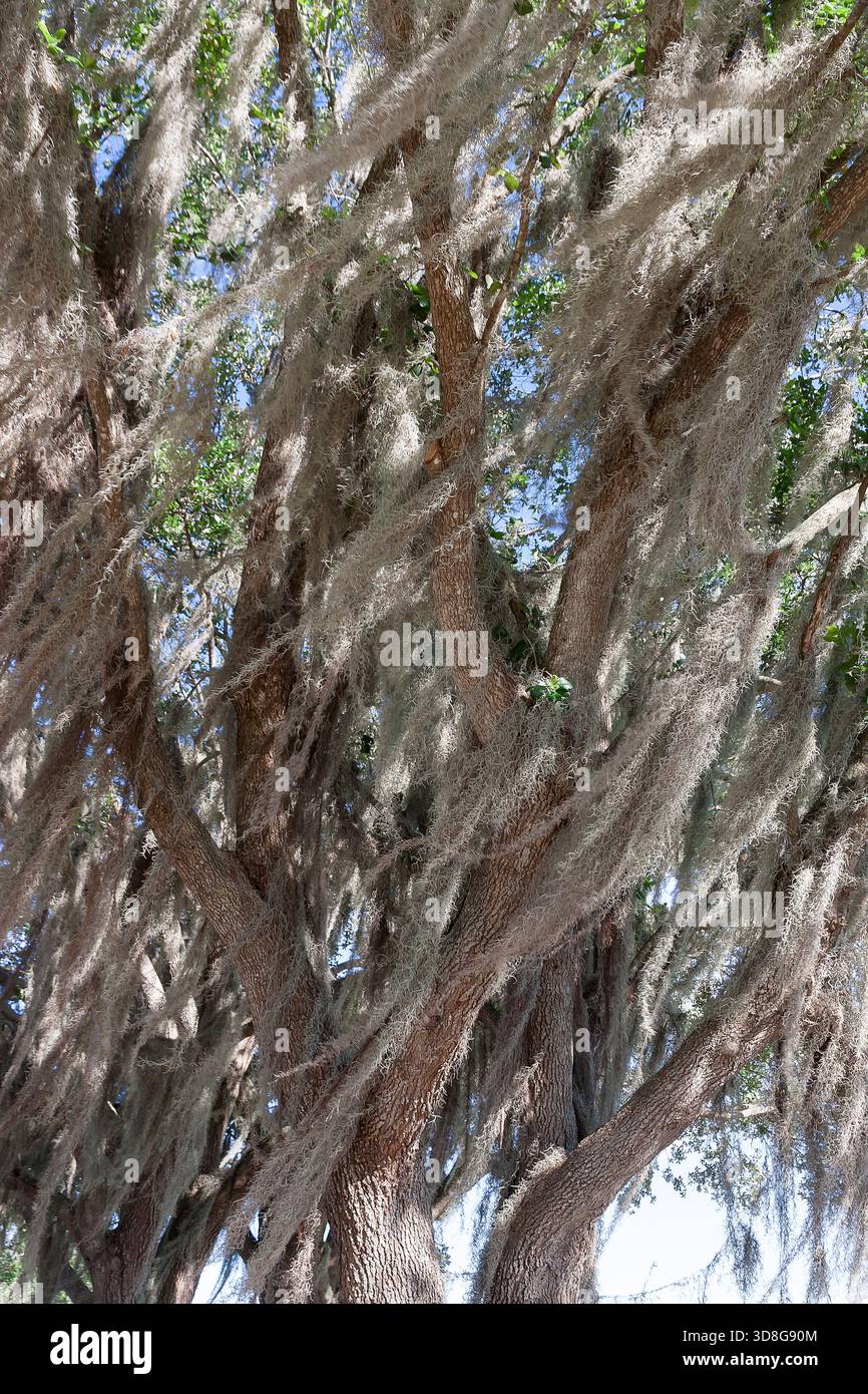 Spanish Moss (Tillandsia usneoides), an epiphytic flowering plant ...