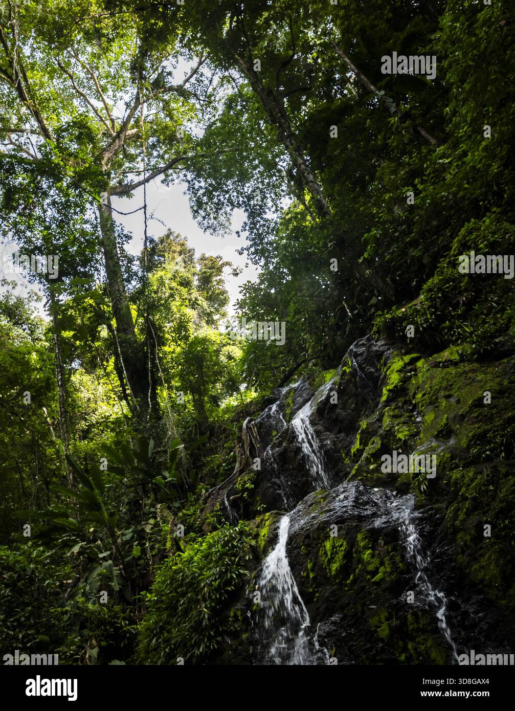 PARAMARIBO - Tropical rainforest in the Brownsberg Nature Park, a ...