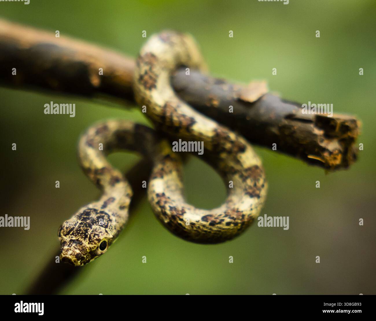 PARAMARIBO - A snake in the tropical rainforest of Brownsberg Nature ...
