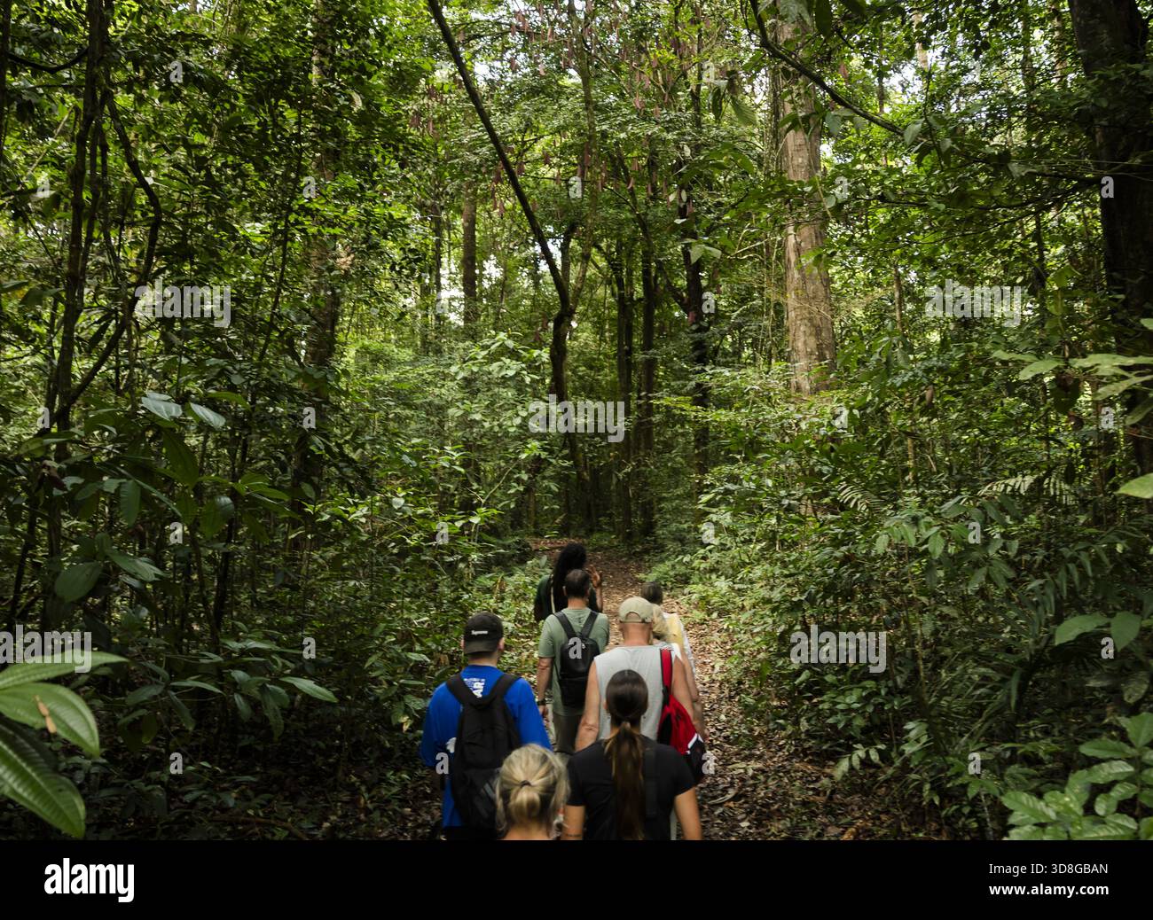 PARAMARIBO - A guide leads tourists through the tropical rainforest of ...