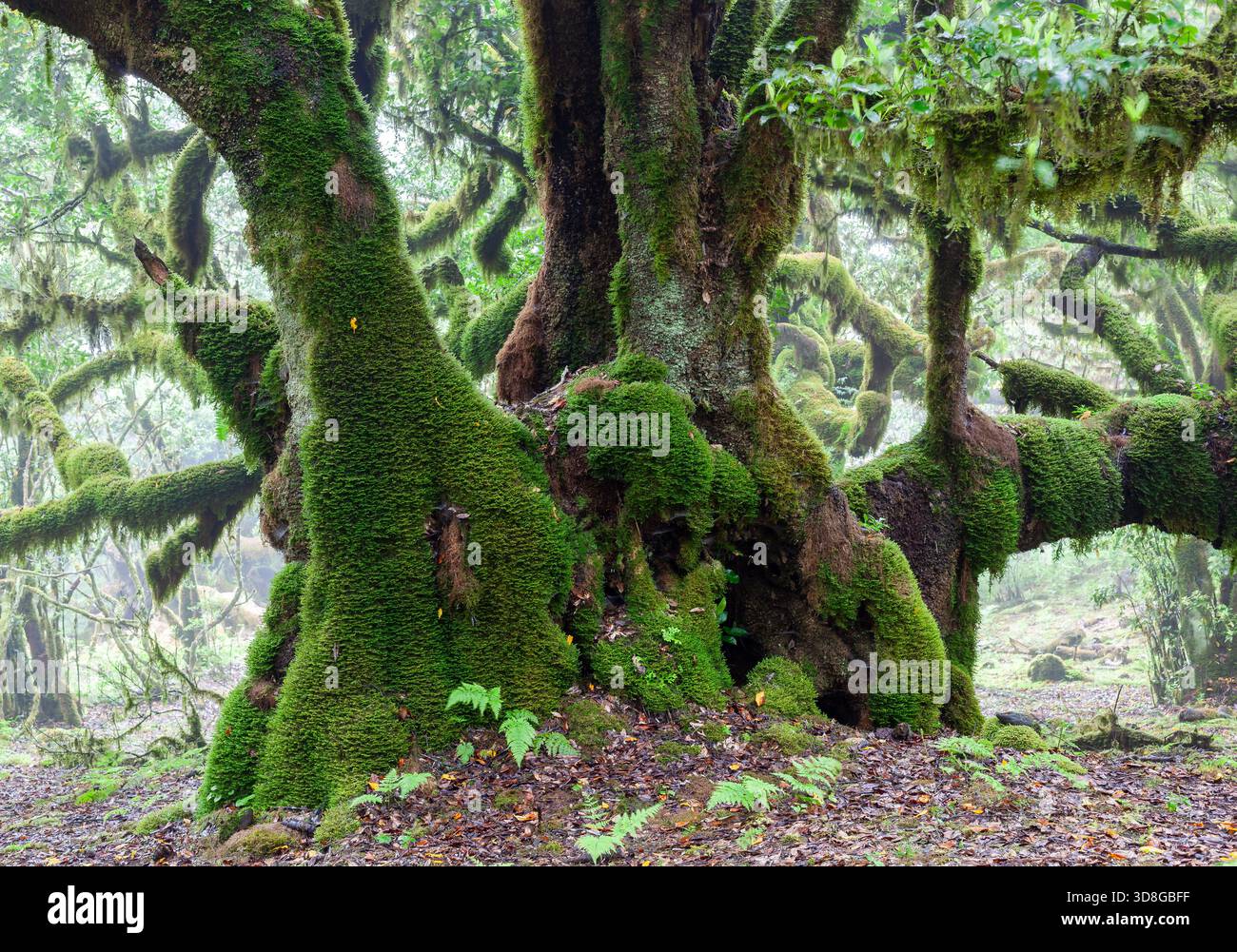 Moss-covered ancient tree in the mystical Fanal forest, Madeira Island ...
