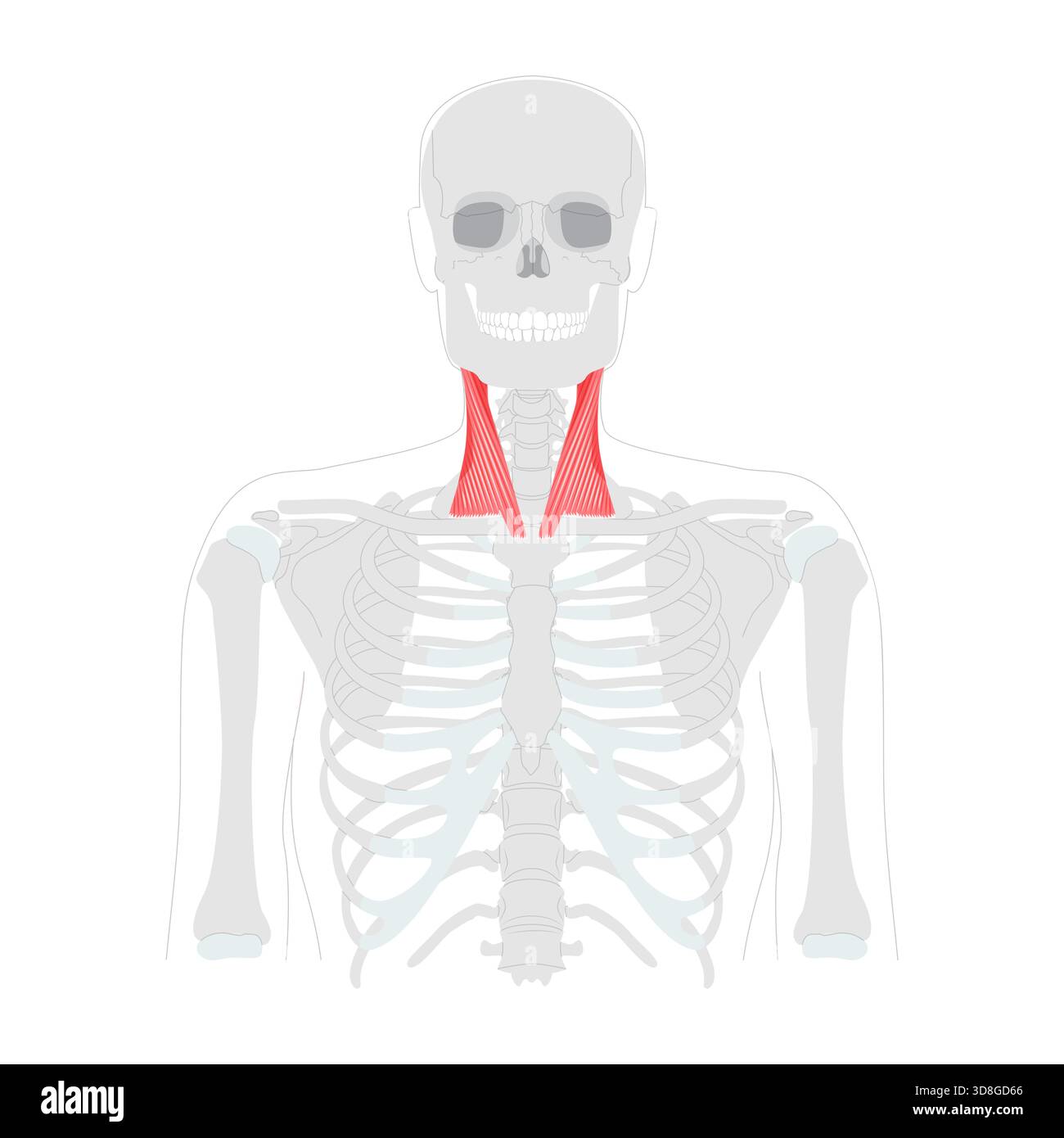 Mastoid process Stock Vector Images - Alamy