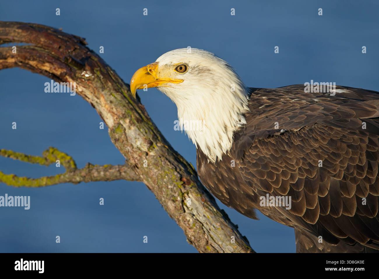A close up of an american bald eagle on a branch near Coeur d'Alene ...