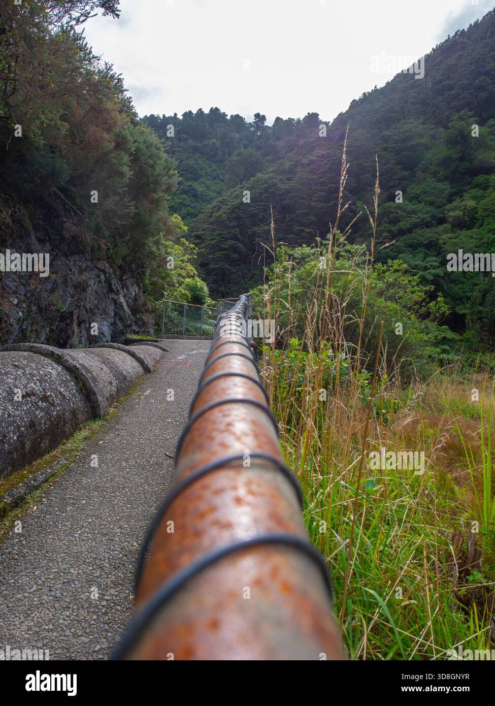 Large water supply pipeline running through lush native bush in Kaitoke ...