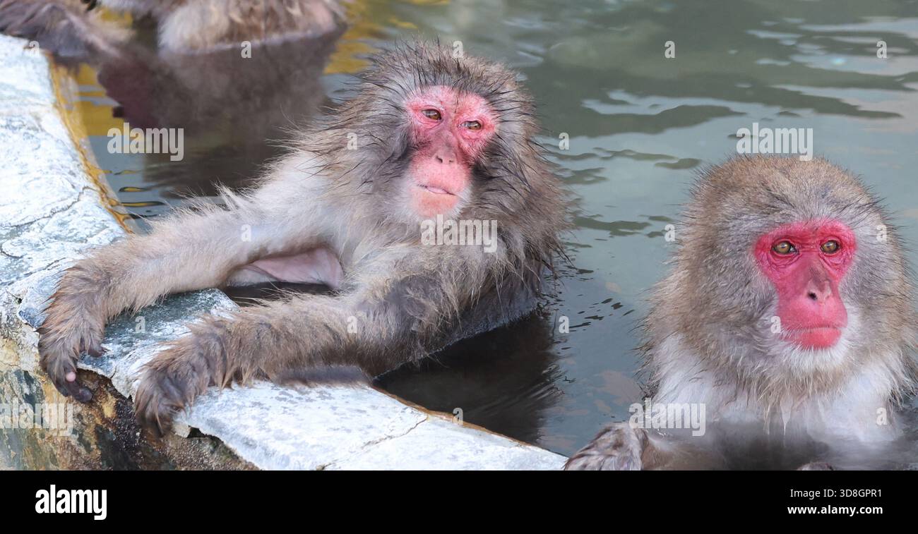 Japanese macaques, known as snow monkeys, bathe in the onsen at the ...